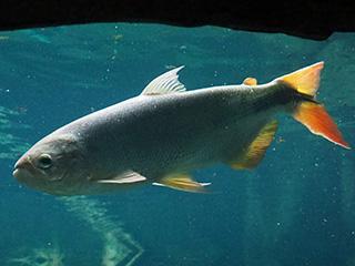 ZootierlisteHomepage