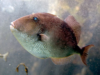 ZootierlisteHomepage