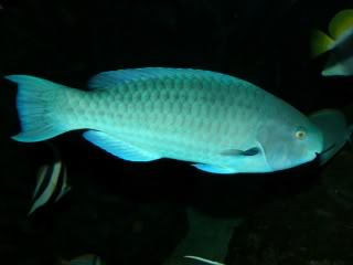 Bowers Parrotfish