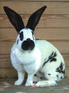 Checkered Giant Rabbit Full Grown