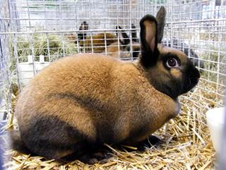 ZootierlisteHomepage