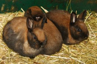 ZootierlisteHomepage