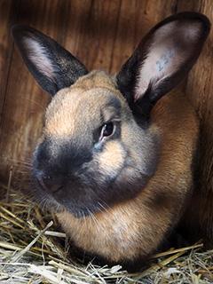 ZootierlisteHomepage