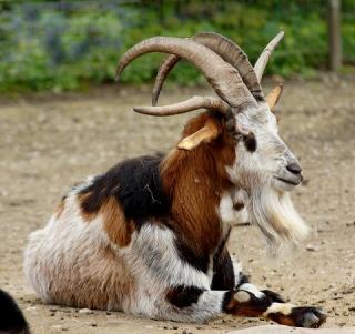 www.Zootierliste.de