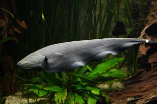 www.Zootierliste.de