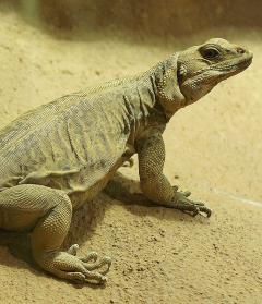 ZootierlisteHomepage