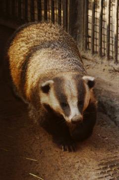 ZootierlisteHomepage