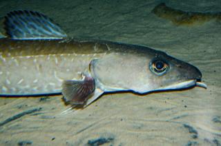 ZootierlisteHomepage