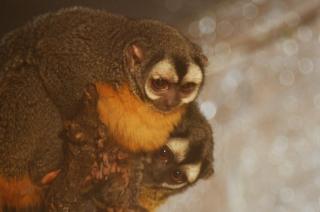 ZootierlisteHomepage