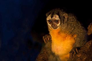 ZootierlisteHomepage