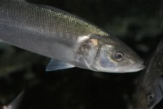 ZootierlisteHomepage