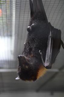 ZootierlisteHomepage