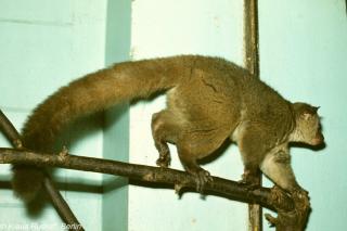 ZootierlisteHomepage