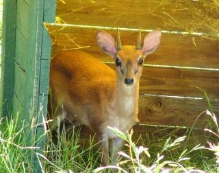 ZootierlisteHomepage