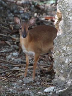 ZootierlisteHomepage