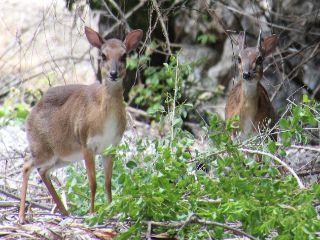 ZootierlisteHomepage