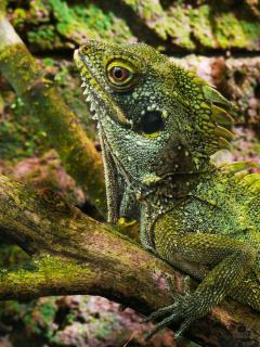 ZootierlisteHomepage