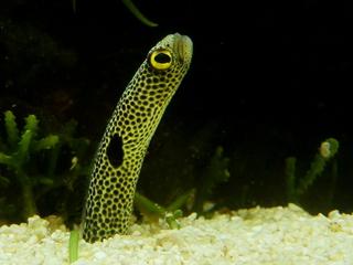 ZootierlisteHomepage