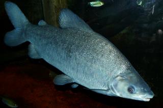 ZootierlisteHomepage