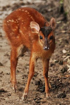 ZootierlisteHomepage