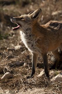www.Zootierliste.de