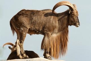 ZootierlisteHomepage