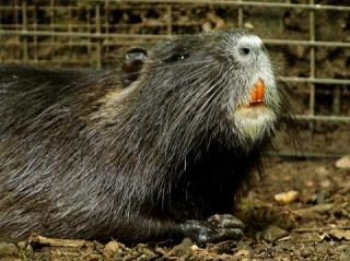 ZootierlisteHomepage