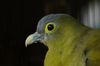 www.Zootierliste.de