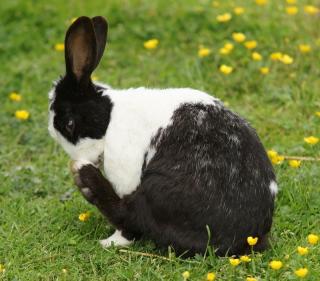 ZootierlisteHomepage