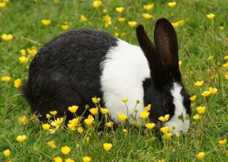 ZootierlisteHomepage