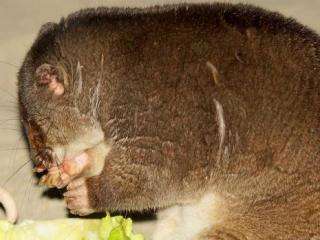 www.Zootierliste.de