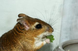 www.Zootierliste.de