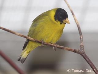 www.Zootierliste.de