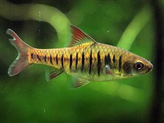 ZootierlisteHomepage