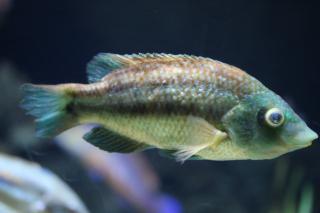 www.Zootierliste.de