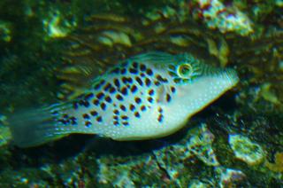 ZootierlisteHomepage