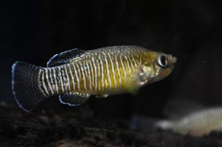 www.Zootierliste.de