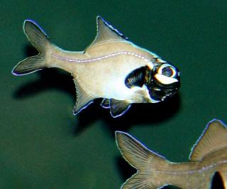 ZootierlisteHomepage