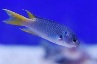 ZootierlisteHomepage