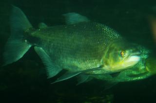 ZootierlisteHomepage