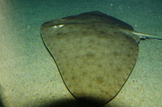 ZootierlisteHomepage