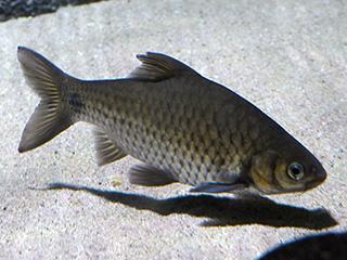 ZootierlisteHomepage
