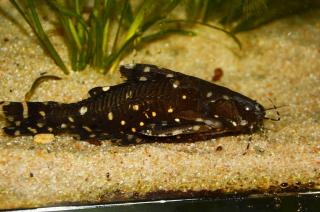 ZootierlisteHomepage