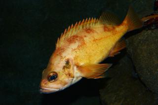 ZootierlisteHomepage