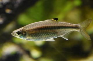 www.Zootierliste.de