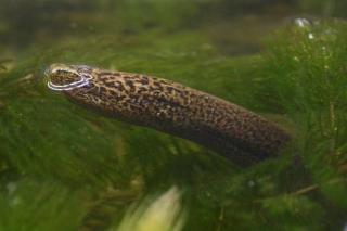 ZootierlisteHomepage