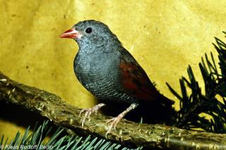www.Zootierliste.de