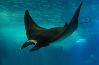 ZootierlisteHomepage