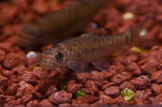 ZootierlisteHomepage