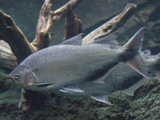 ZootierlisteHomepage